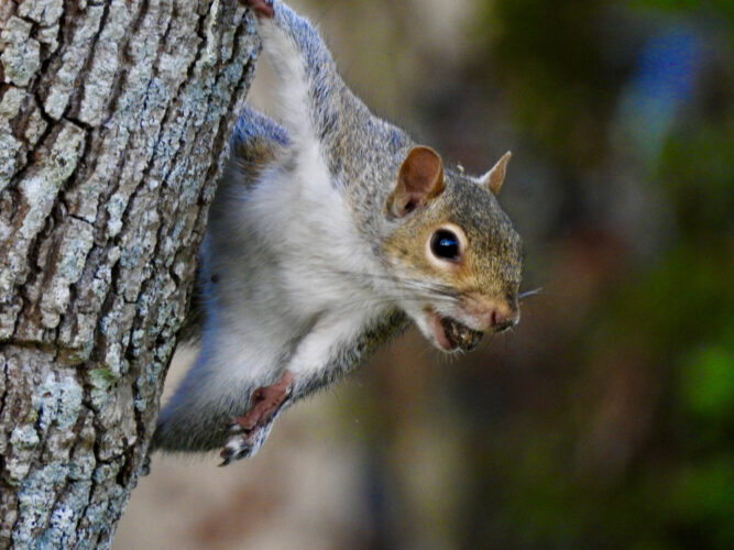 Hunting Small Wildlife – Mother Earth News